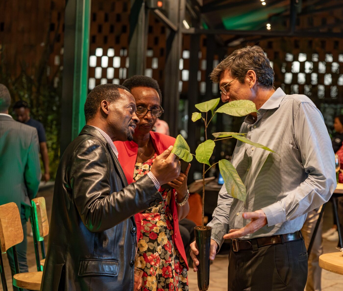 Rwanda Launches Legacy Tree Project to Preserve Its Oldest Native Trees ...