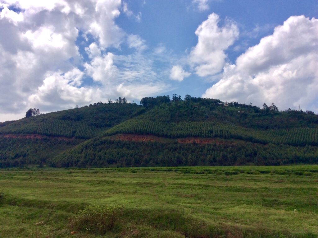 Green Gicumbi’s Hybrid Eucalyptus Clones: A Sustainable Approach to ...