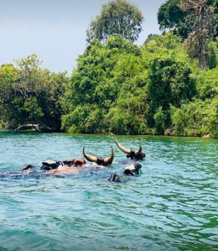 Where Royal Cows Meet Lake Kivu: Inyambo Add a Cultural Dimension to ...
